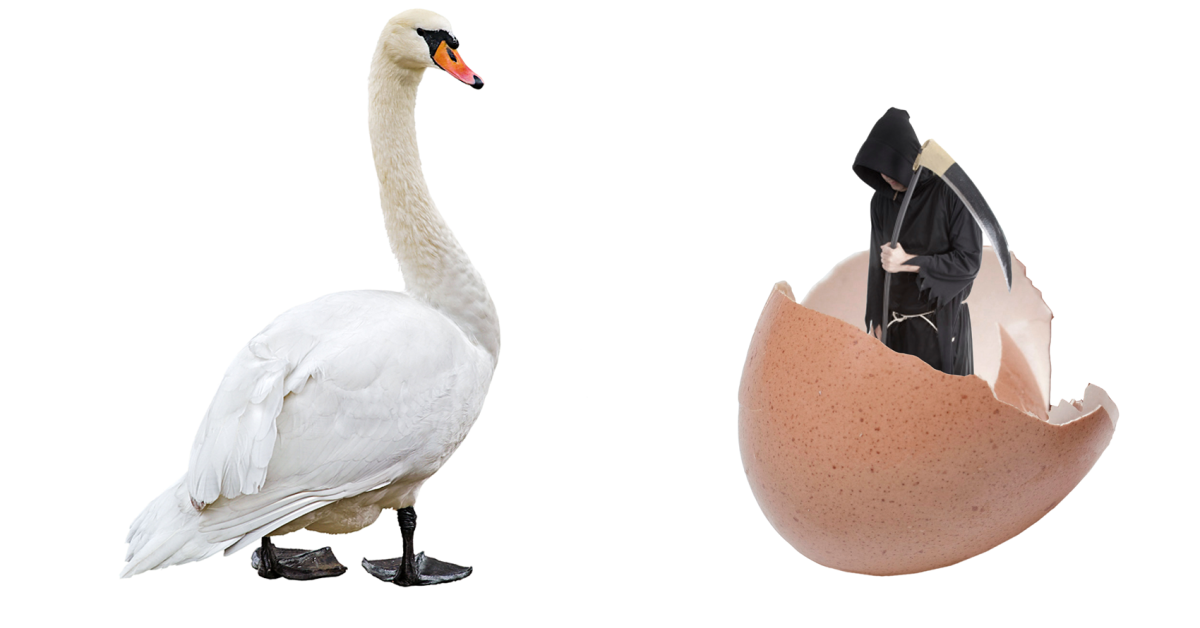 Der Schwan | Philosophie Magazin