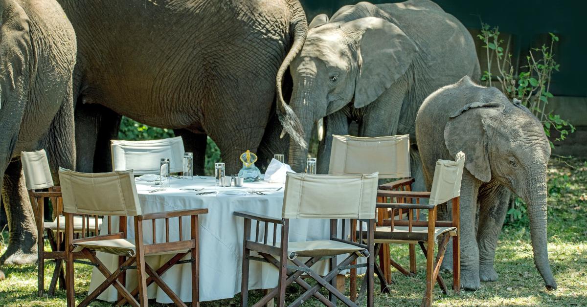 Der Elefant | Philosophie Magazin