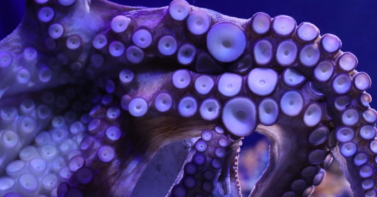 Von Tieren lernen: Der Krake | Philosophie Magazin