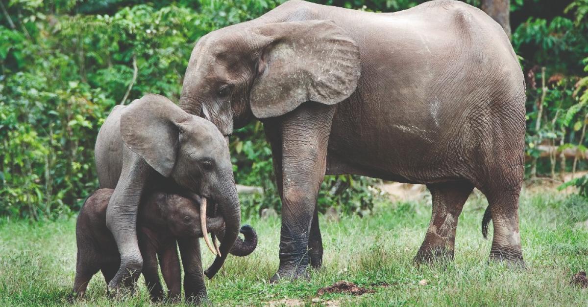 Der Elefant ruft | Philosophie Magazin